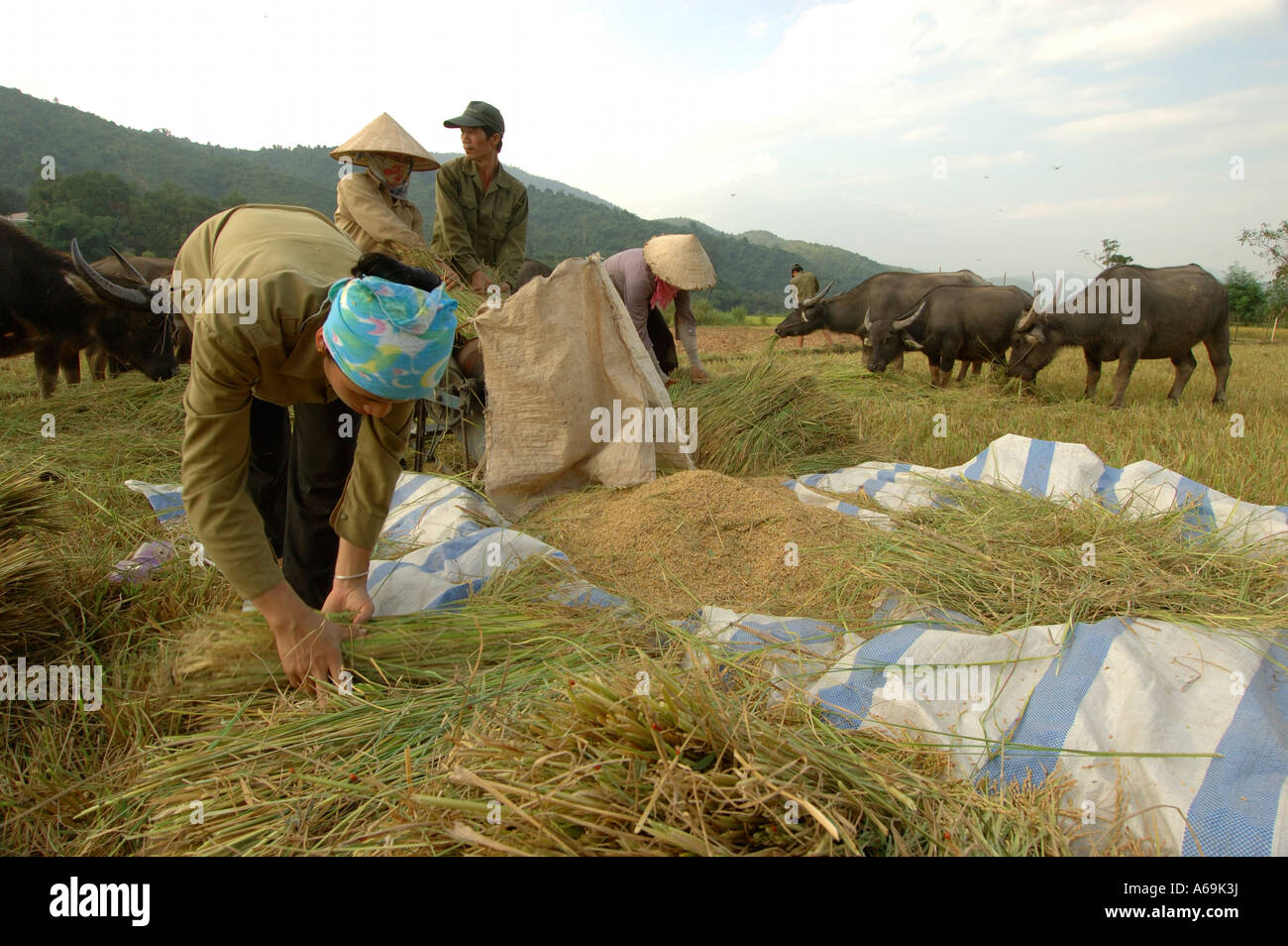 Blue Hmong indigenous people from the community of Satong harvest rice ...