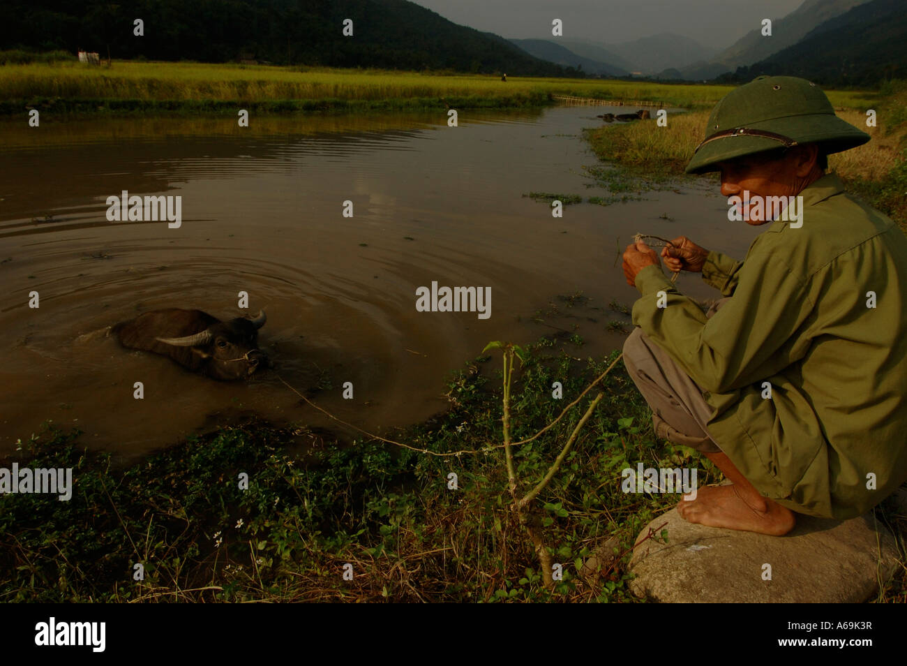 Blue Hmong man bathing his water buffalos in the community of Satong ...