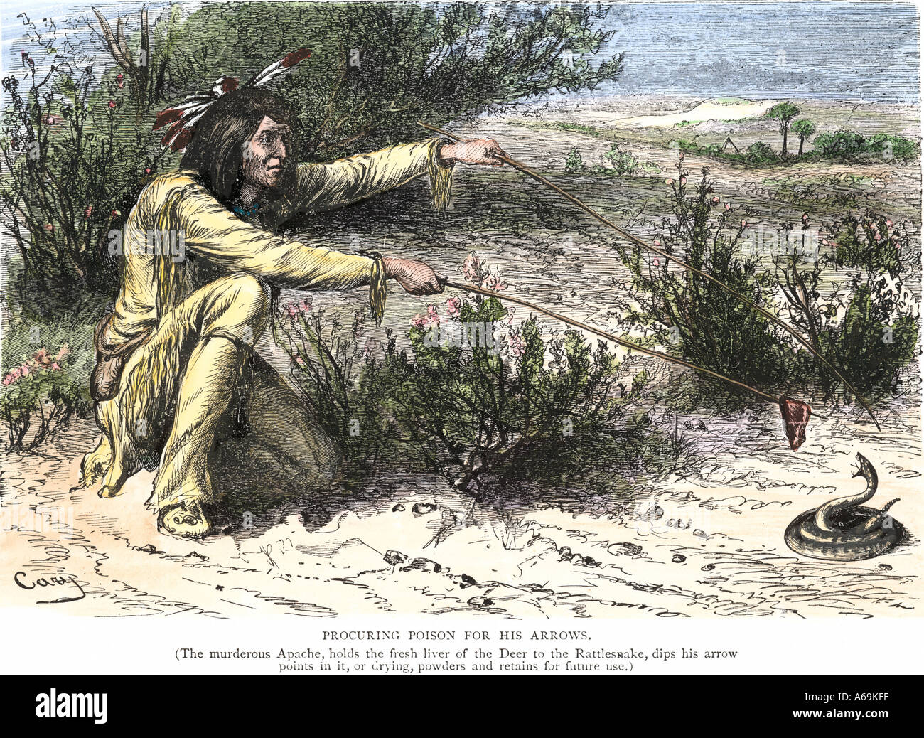Procuring poison arrows causing rattlesnake hi-res stock photography ...