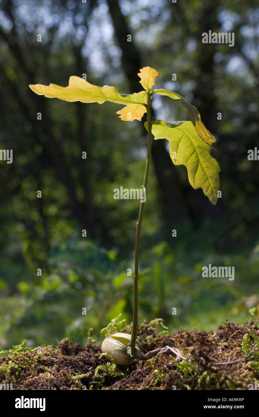 English Oak Quercus robur seedling acorn sprouting UK Stock Photo - Alamy