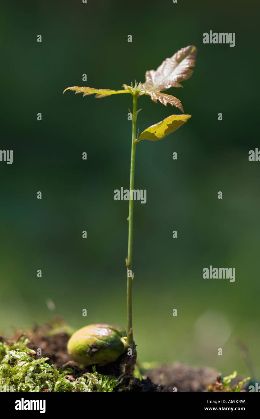 English Oak Quercus robur seedling acorn sprouting UK Stock Photo - Alamy