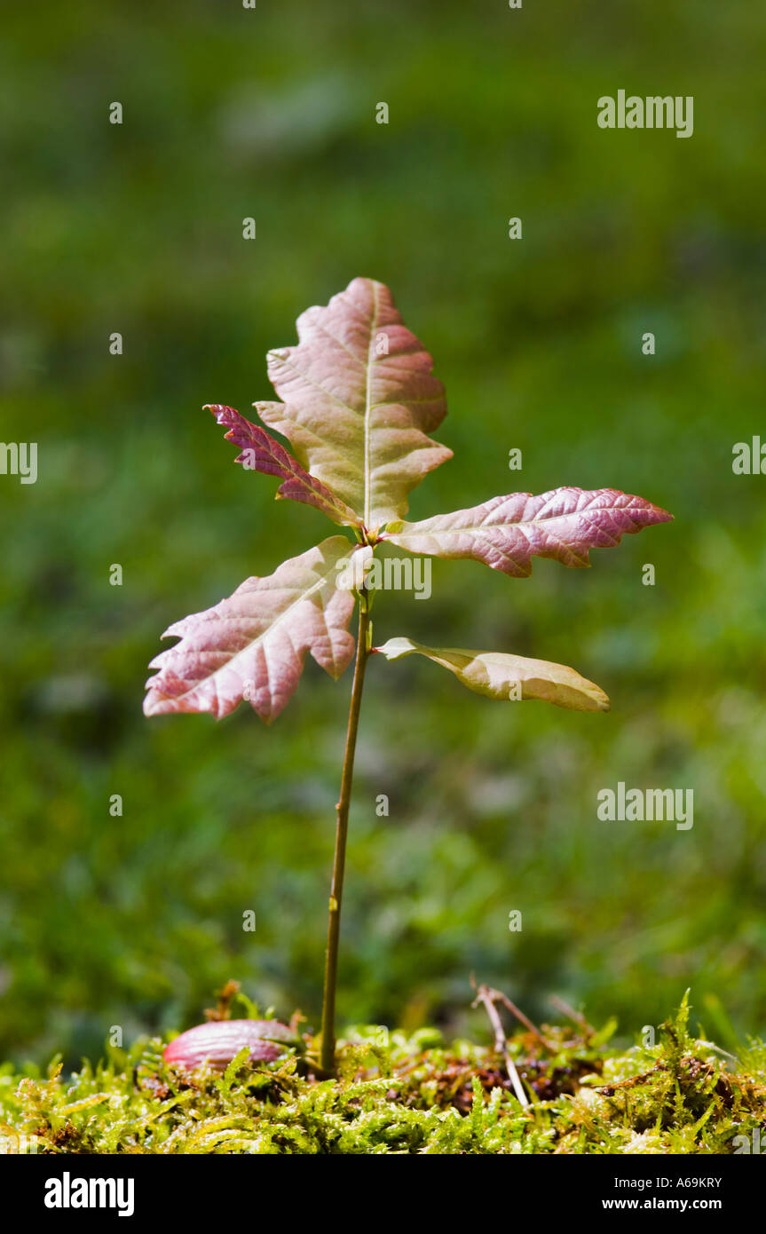 Oak Seedlings Stock Photos & Oak Seedlings Stock Images - Alamy
