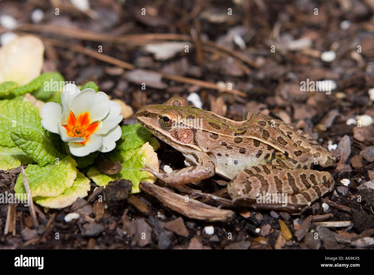 Southern Leopard Frog Rana sphenocephala a species of Frogs that is ...