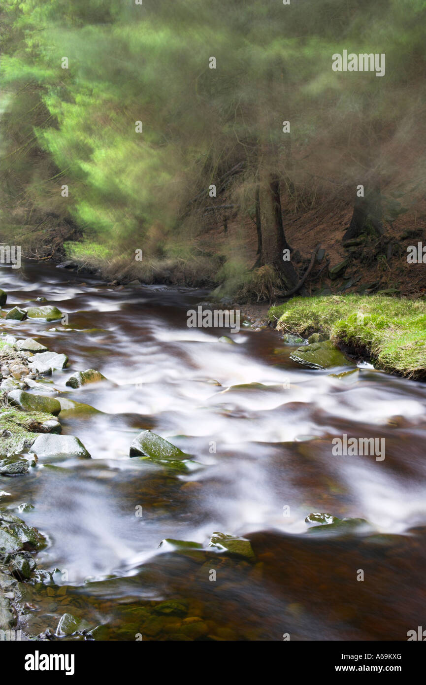 View of a moorland Stream flowing through woodland on a windy day at ...
