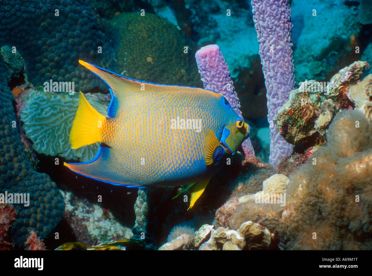 Queen angelfish Holacanthus ciliaris Stock Photo - Alamy