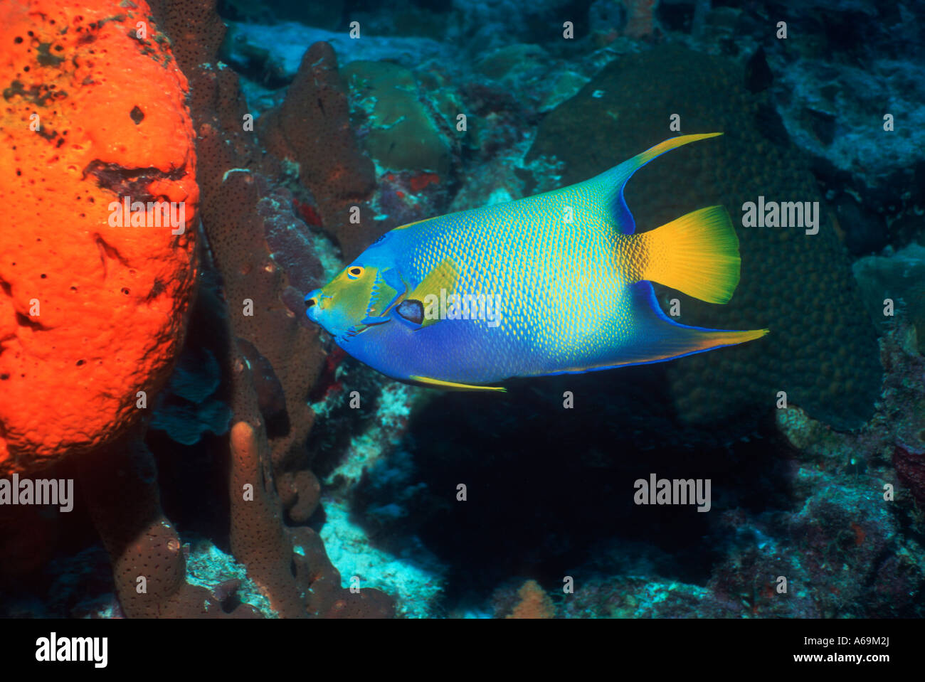 Queen angelfish Holacanthus ciliaris Stock Photo - Alamy