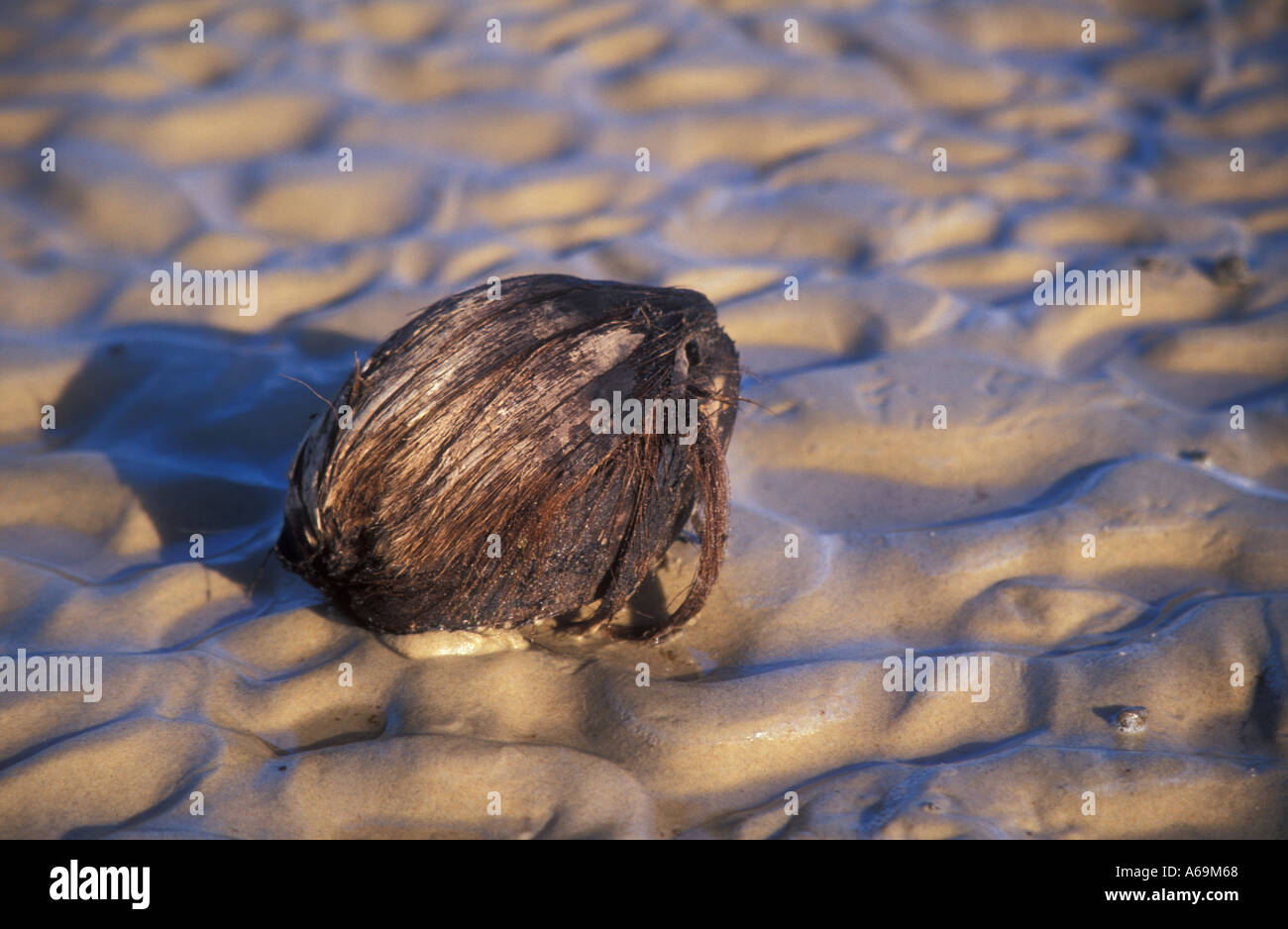 Coconut on beach Stock Photo - Alamy