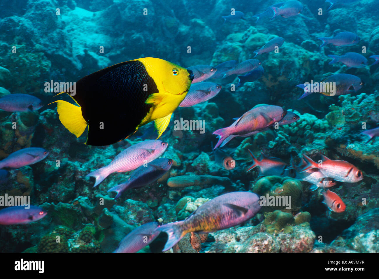 Rock beauty Holacanthus tricolor Stock Photo - Alamy