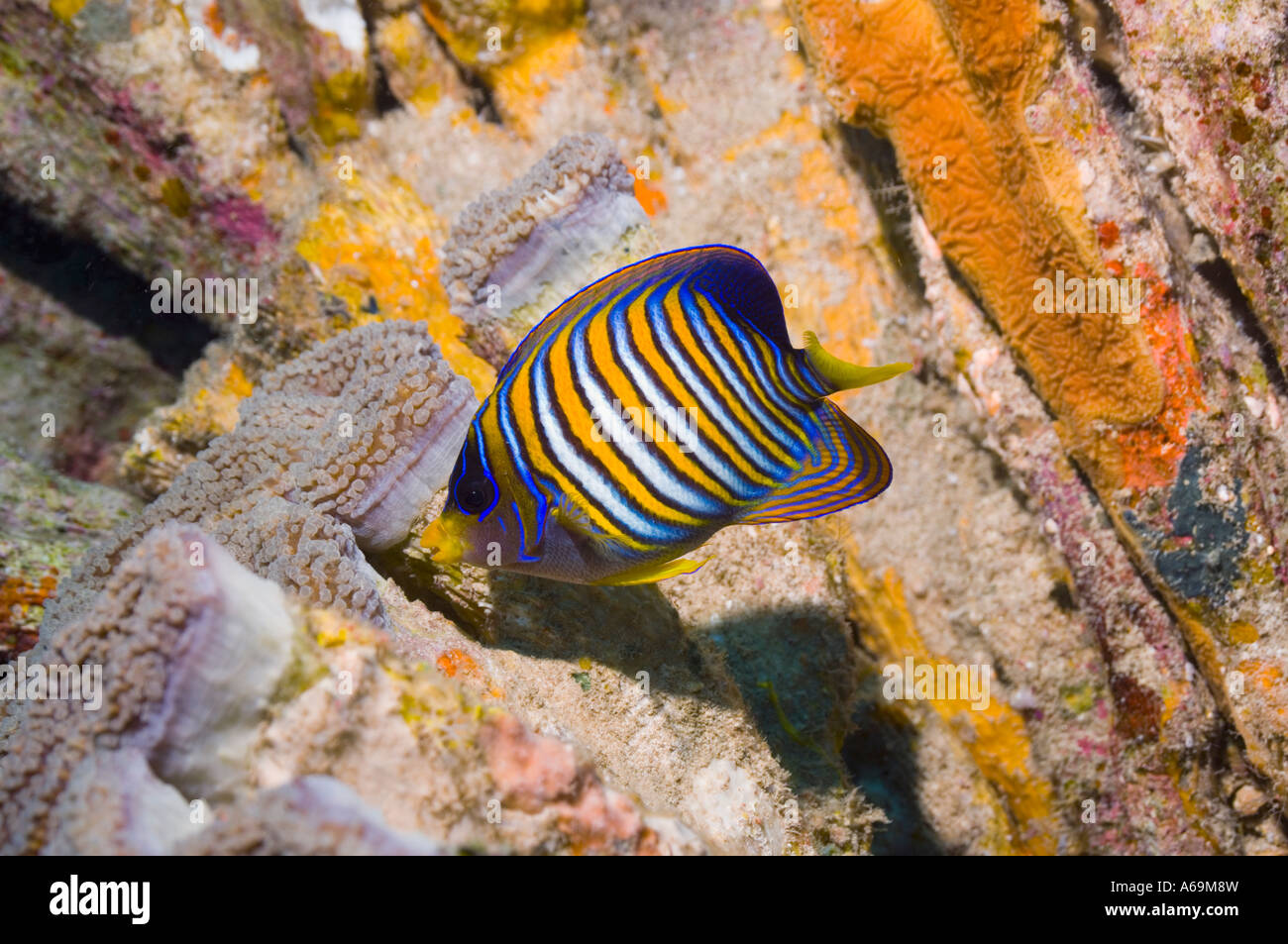 Regal angelfish Pygoplites diacanthus Stock Photo - Alamy