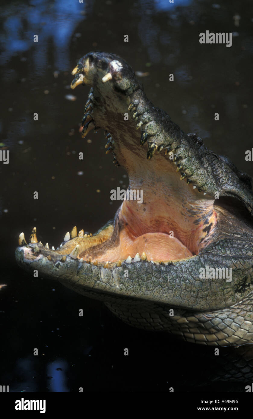Saltwater Crocodile Crocodylus porosus Stock Photo - Alamy