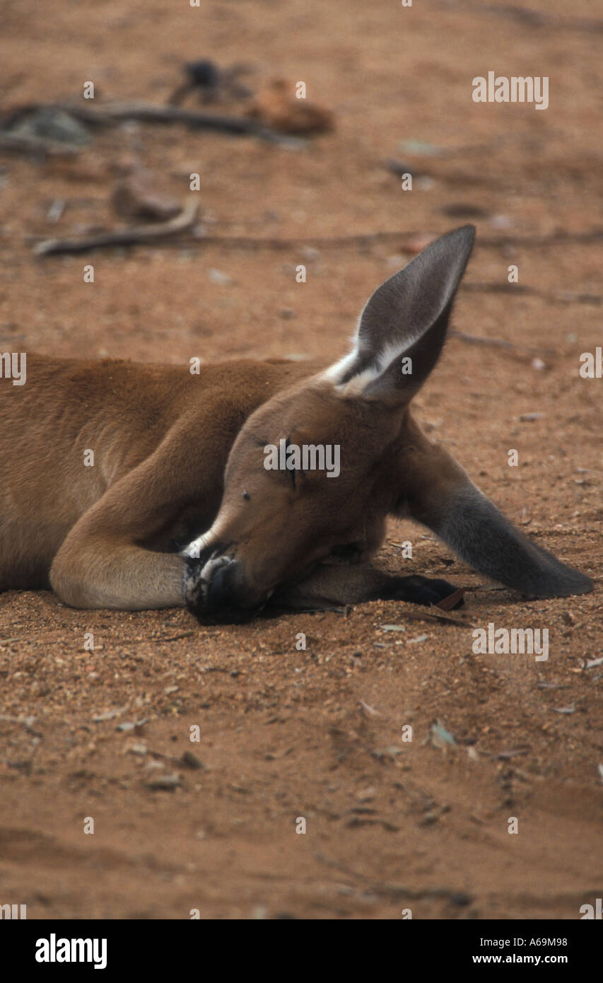 Red Kangaroo Macropus rufus resting Stock Photo - Alamy