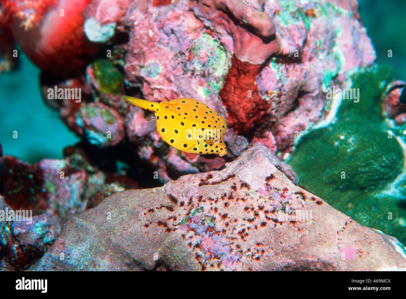 Yellow boxfish Ostracion cubicus juvenile Andaman Sea Thailand Stock ...