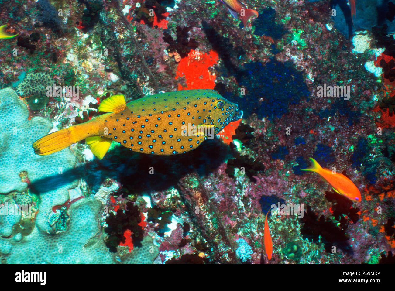 Yellow boxfish Ostracion cubicus female Egypt Red Sea Indo Pacific ...