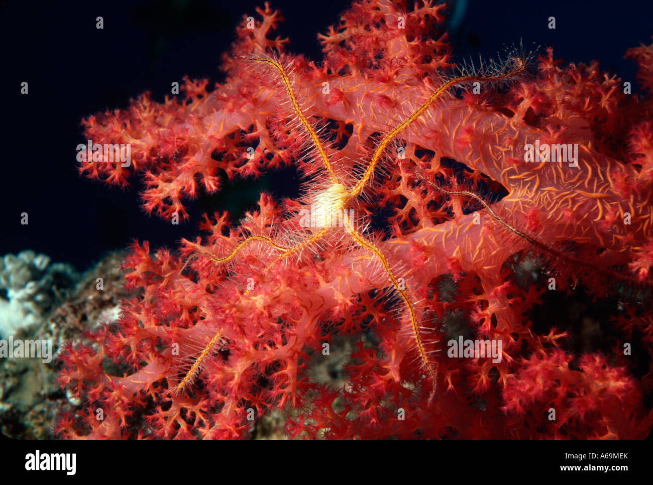 Brittlestar Ophiothrix sp on soft coral Egypt Red Sea Stock Photo - Alamy