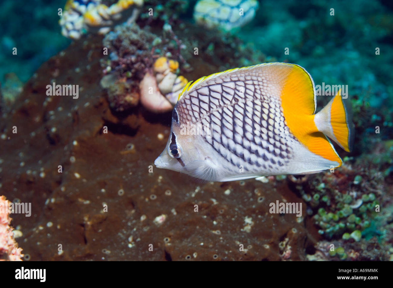 Cross hatch butterflyfish Chaetodon xanthurus Lembeh Strait North ...