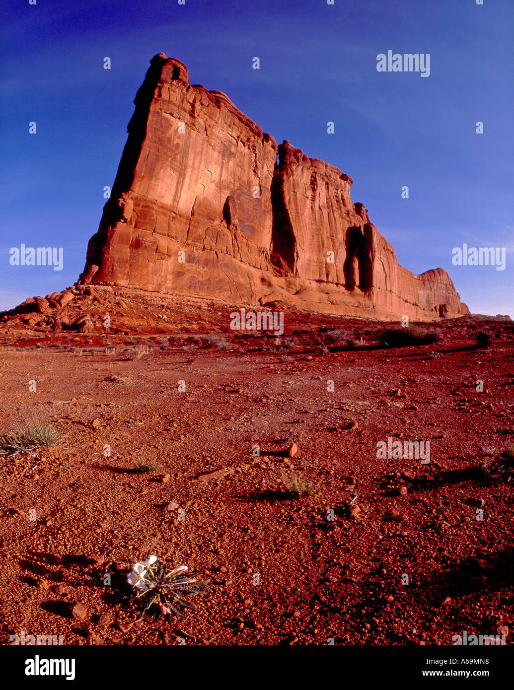 Tower of Babel with desert flower Arches National Park Stock Photo - Alamy