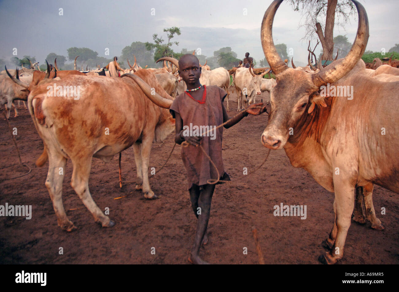 The semi nomadic Dinka tribe at the cattle camp, Rumbek, South Sudan ...