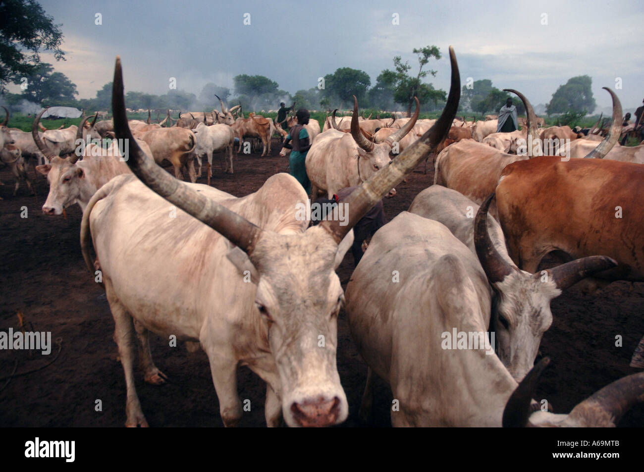 The semi nomadic Dinka tribe at the cattle camp, Rumbek, South Sudan ...