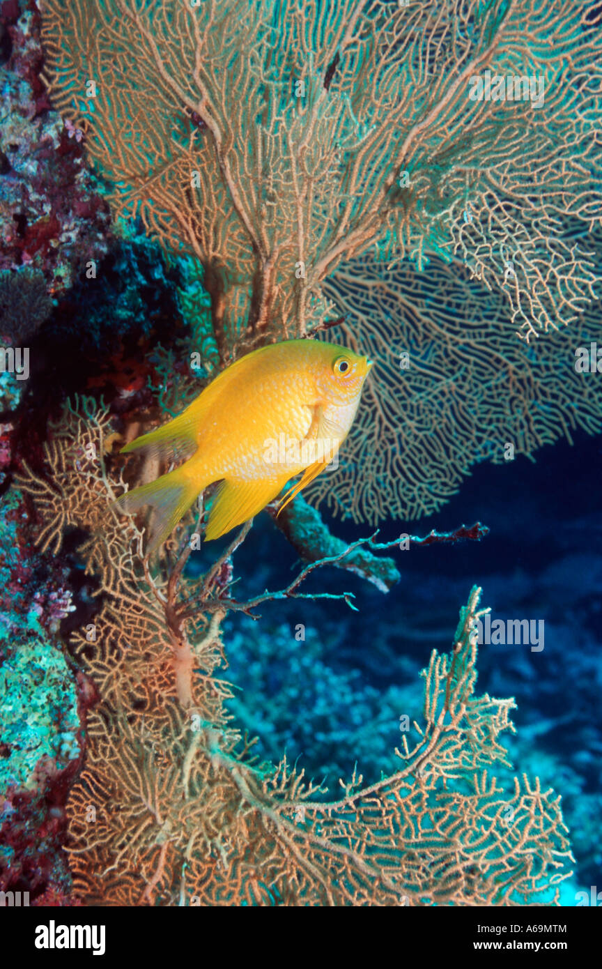 Golden damsel Amblyglyphidodon aureus Andaman Sea Thailand Indo West ...