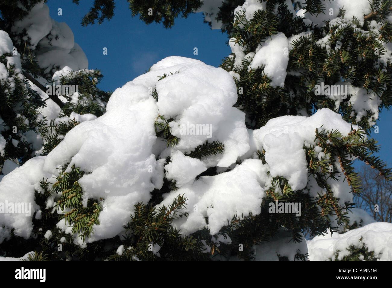 Branches of a coniferous tree hi-res stock photography and images - Alamy