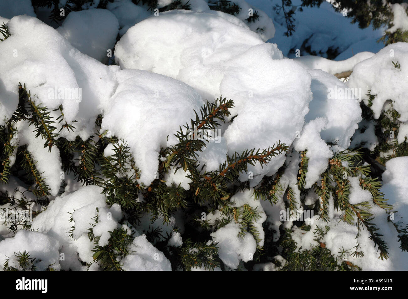 coniferous tree covered with snow Stock Photo - Alamy