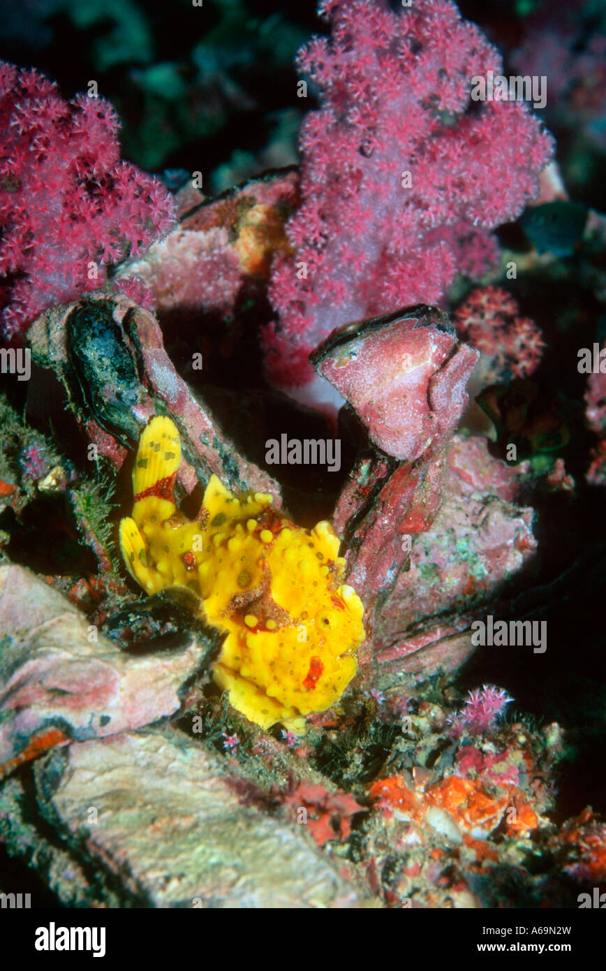 Warty frogfish Antennarius maculatus Colour variable Andaman Sea ...