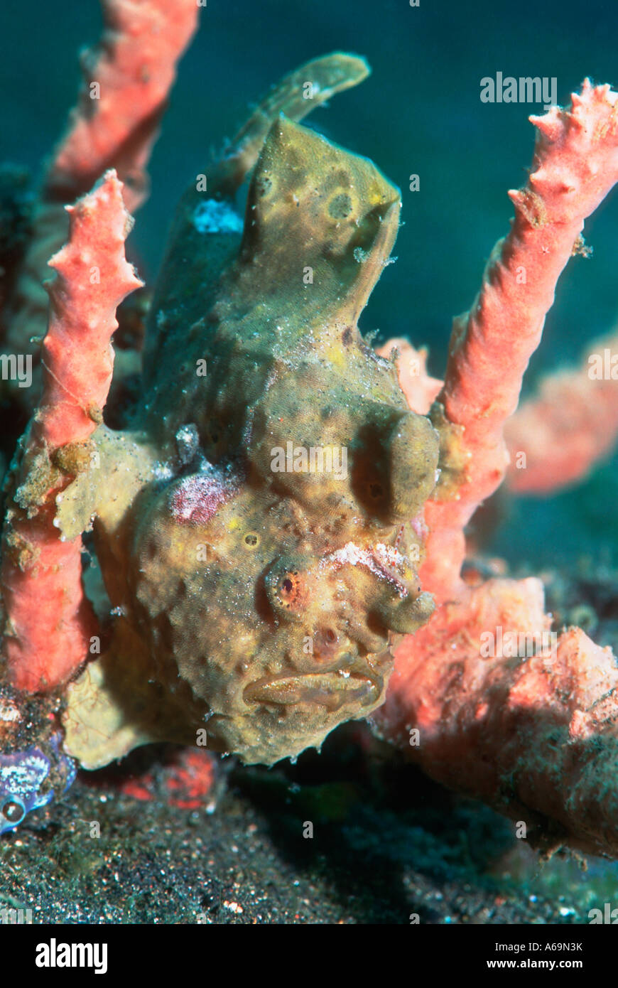 Antennarius pictus painted spotted anglerfish hi-res stock photography ...