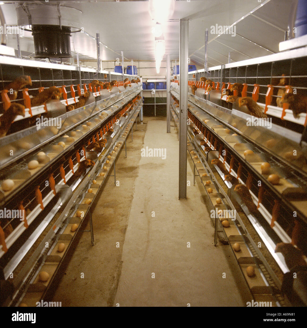Chickenfarm hi-res stock photography and images - Alamy
