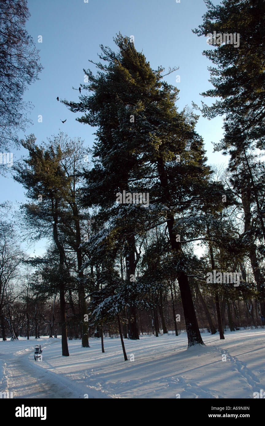 Pine Trees covered with snow in Lazienkowski Park in Warsaw, Poland ...
