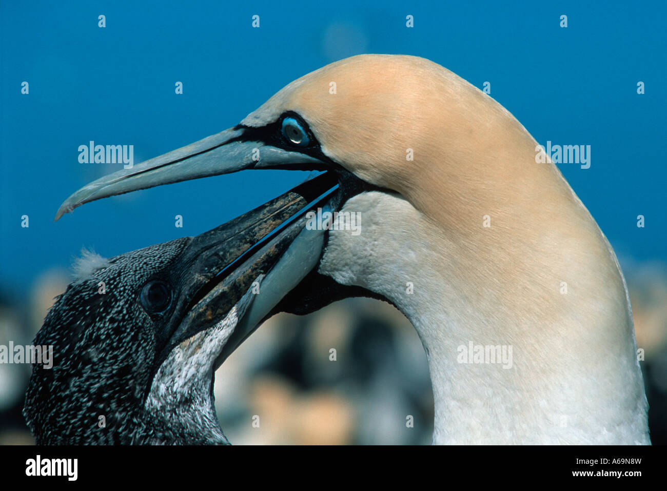 Cape gannet Morus capensis parent feeding chick Malgas Island South ...