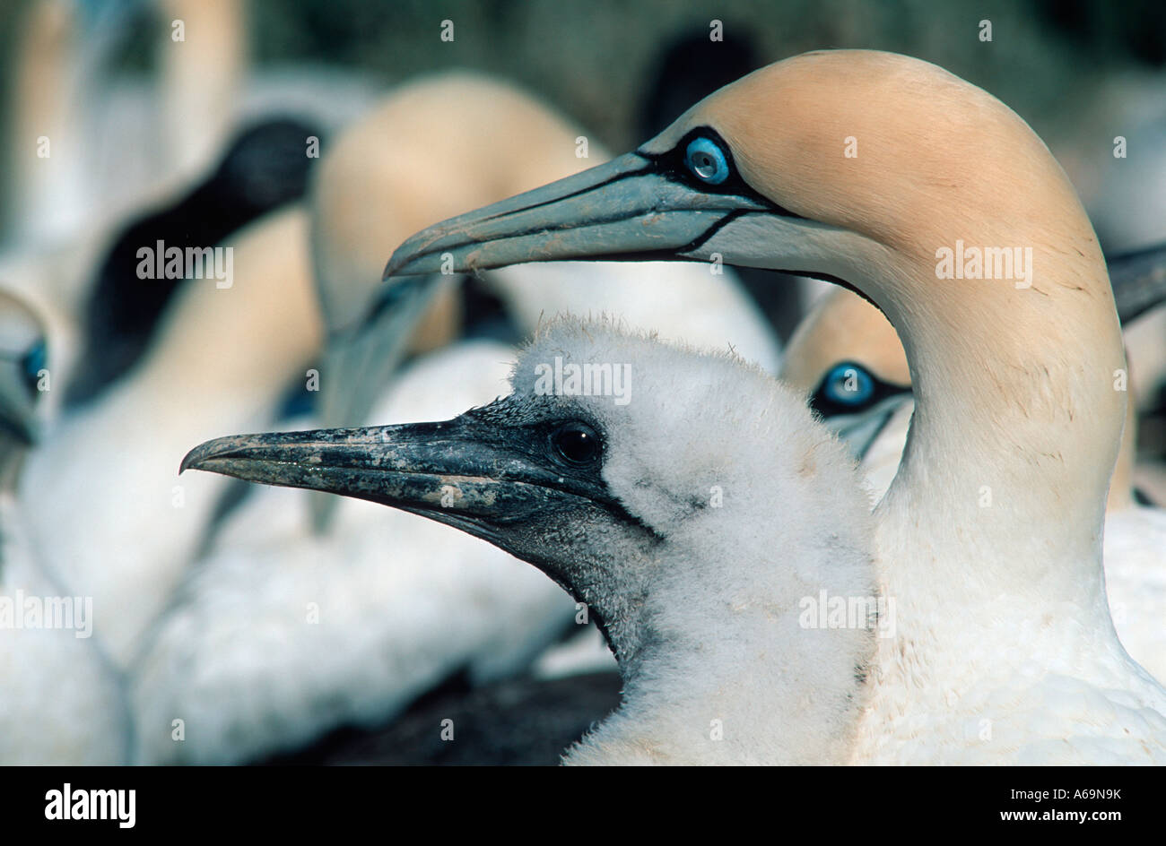 Cape gannet Morus capensis parent and chick Malgas Island South Africa ...