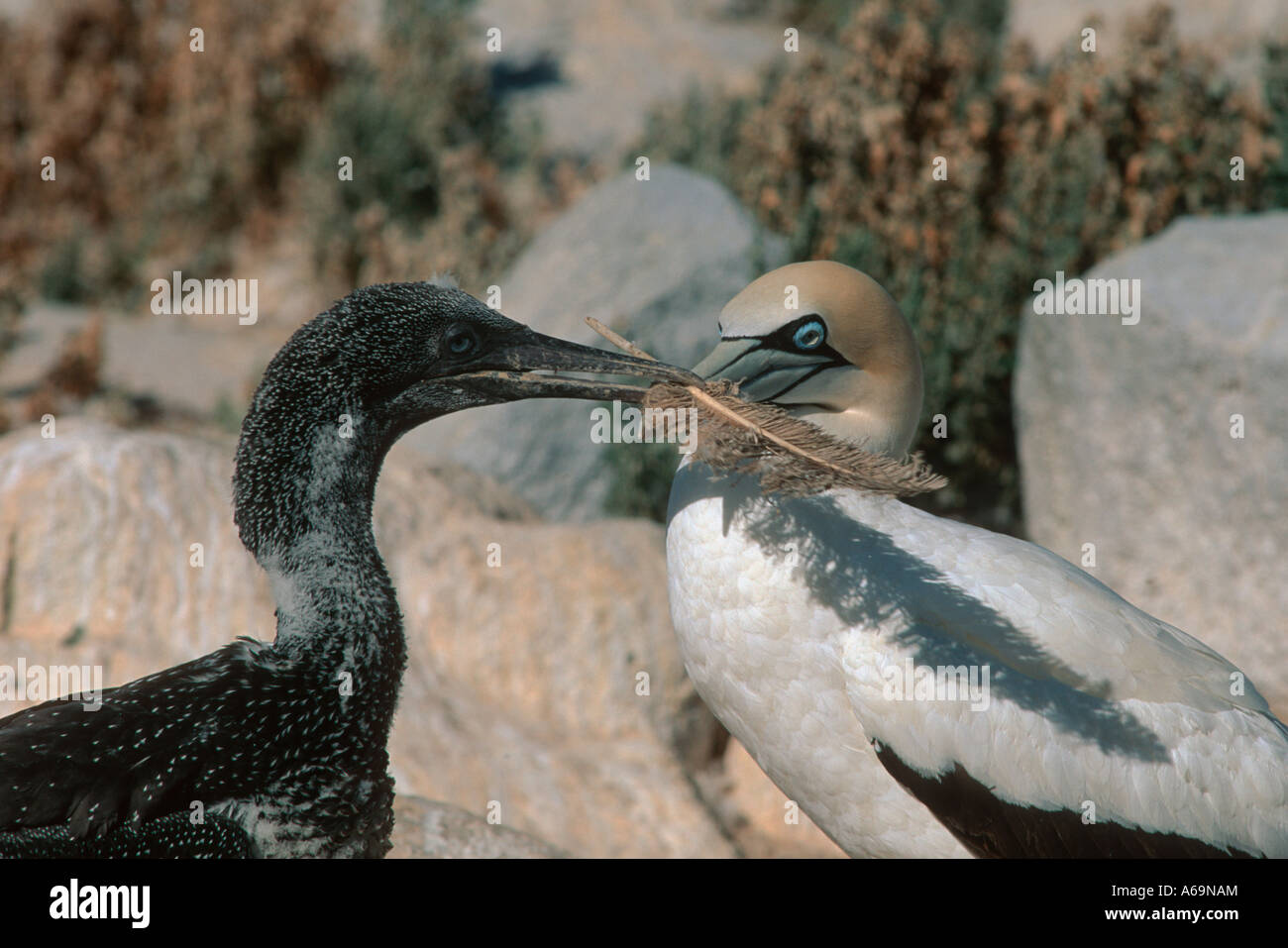 Malgas hi-res stock photography and images - Alamy