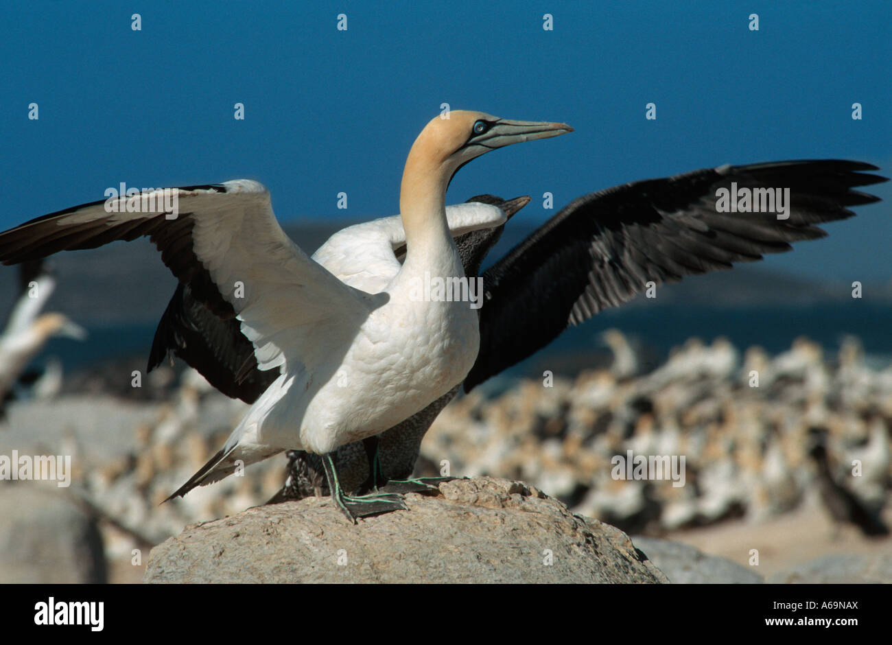 Cape gannet Morus capensis spreading wings Malgas Island South Africa ...