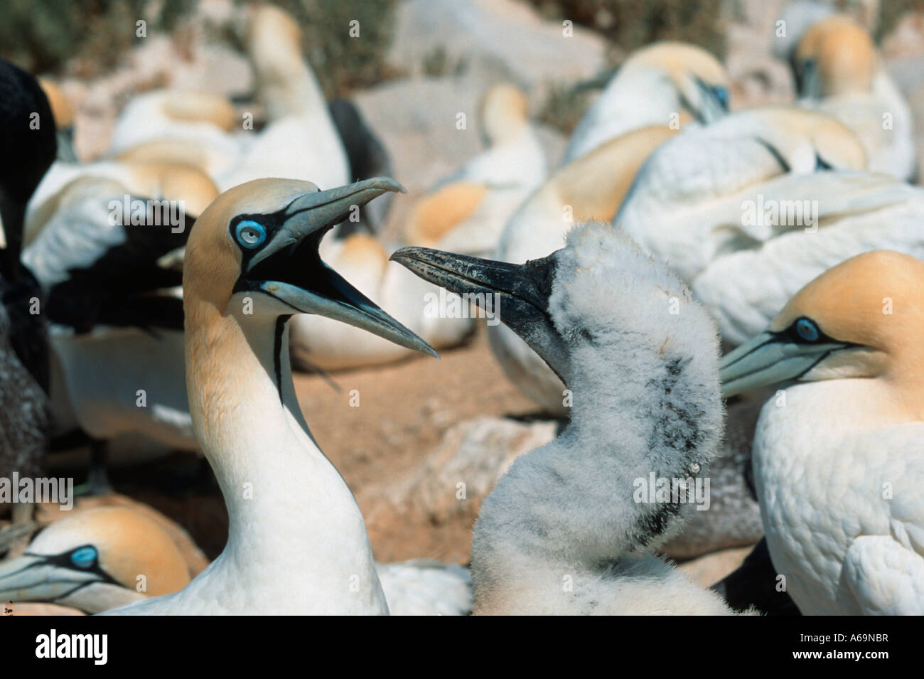 Cape gannet Morus capensis parent squawking at chick Malgas Island ...