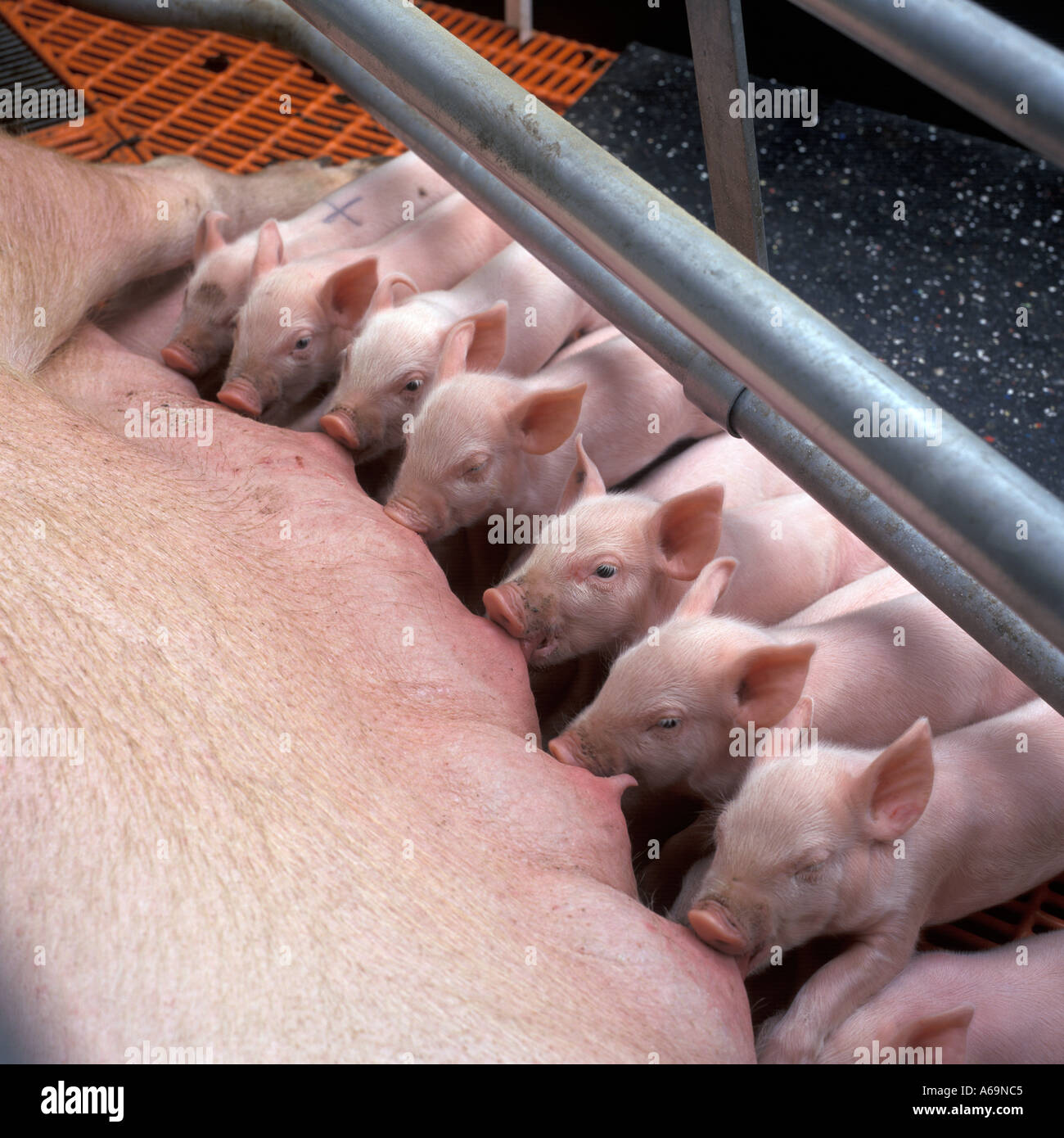 Pig farm many pigs hi-res stock photography and images - Alamy