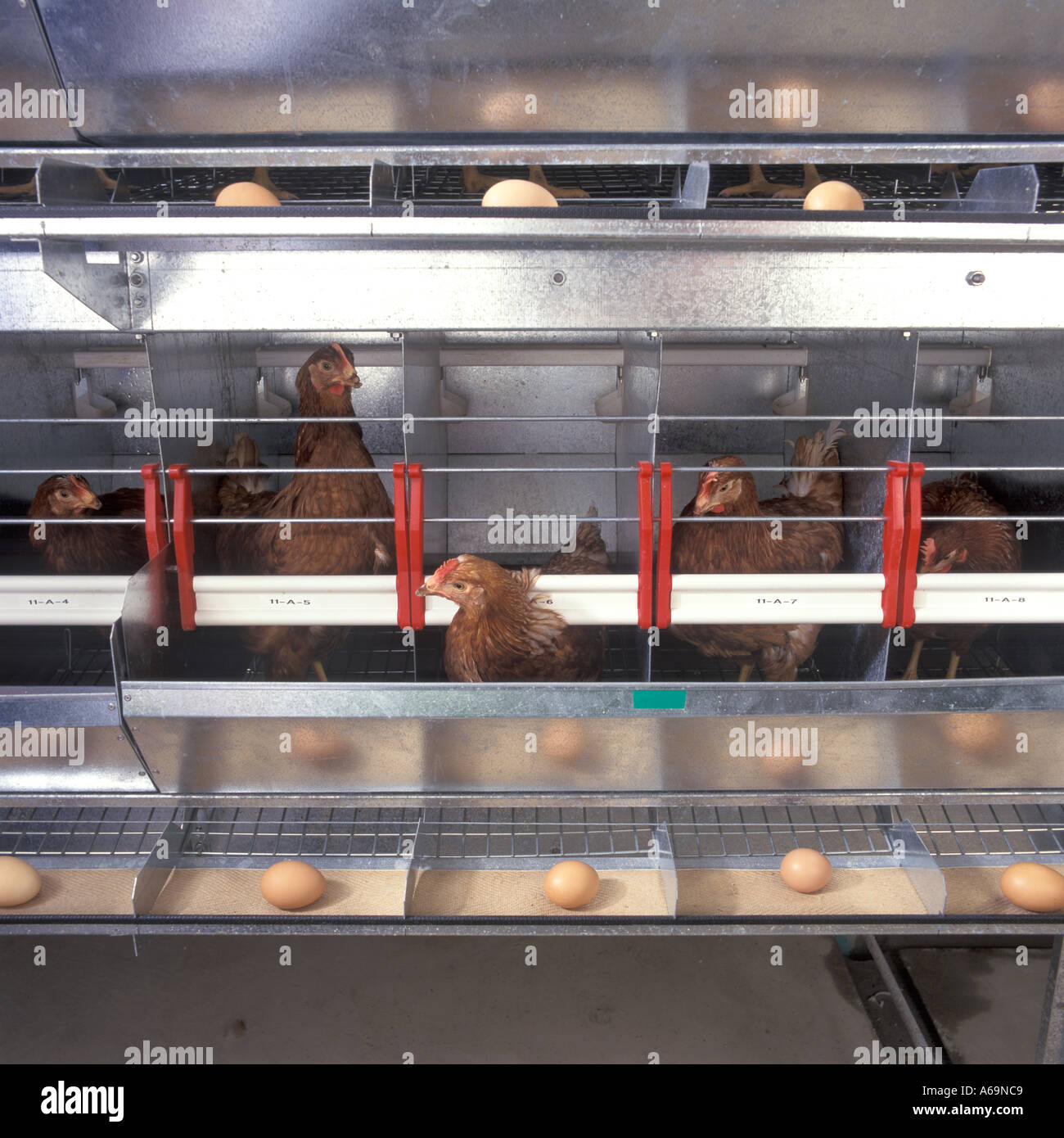 Battery chicken hi-res stock photography and images - Alamy