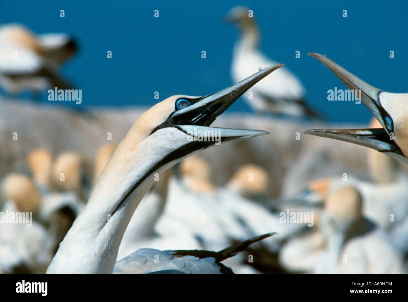 Malgas island hi-res stock photography and images - Alamy