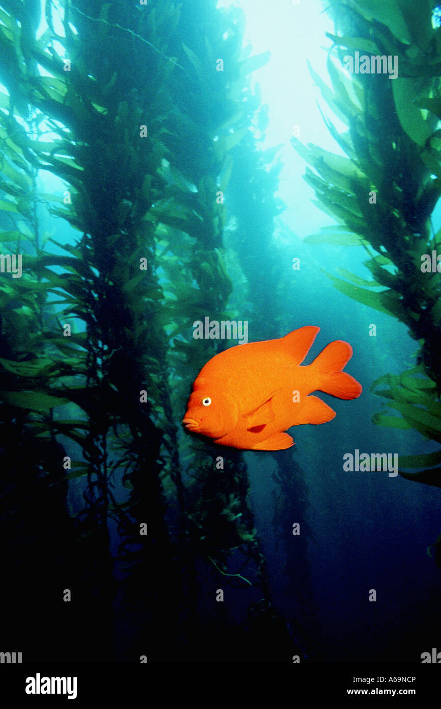 Garibaldi damselfish hi-res stock photography and images - Alamy