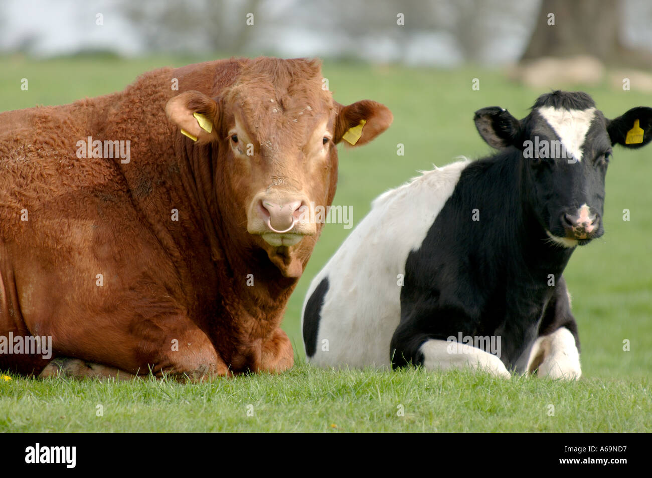 Bull Cow Mr Mrs Stock Photo - Alamy