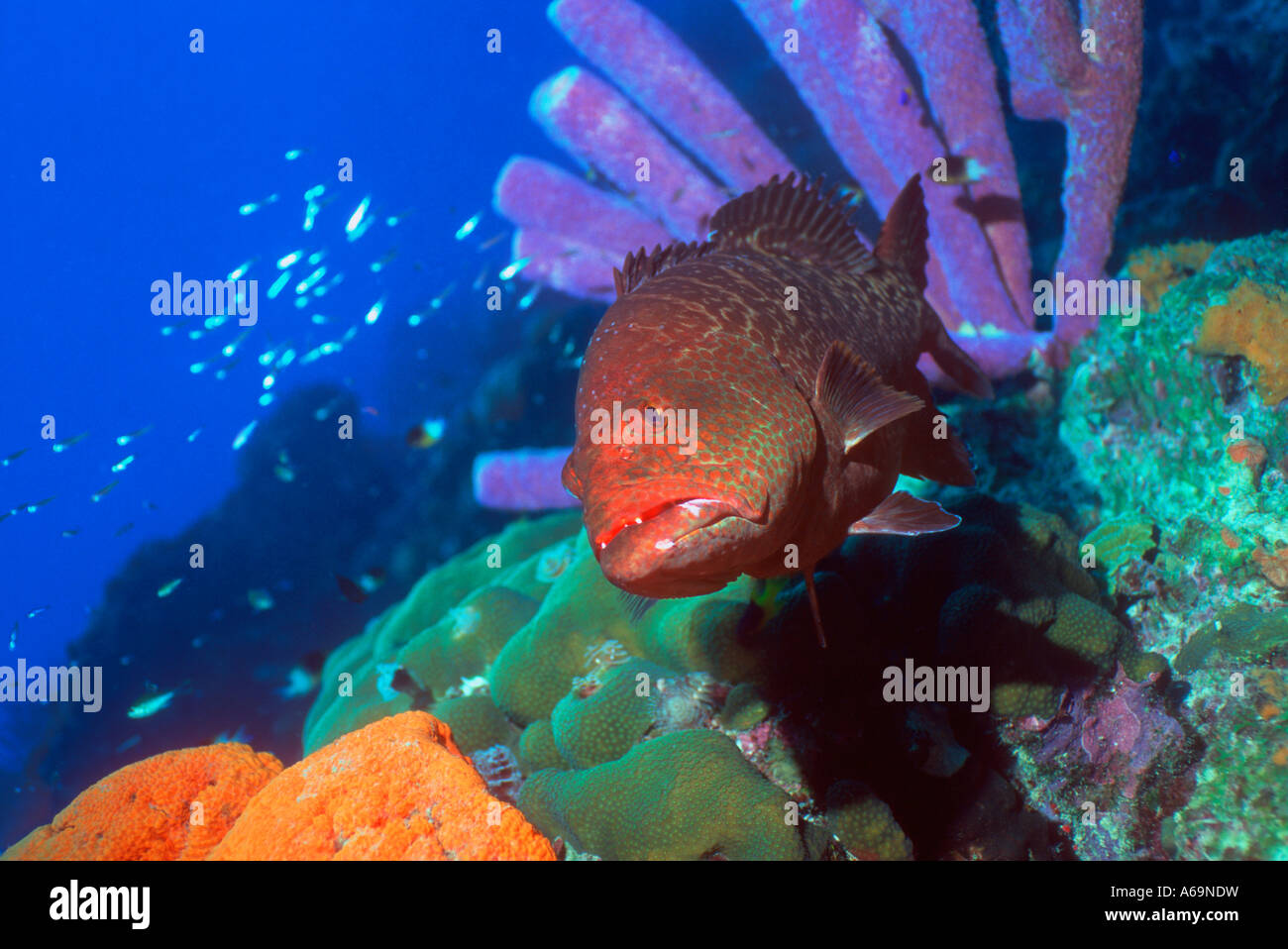 Tiger grouper hi-res stock photography and images - Alamy