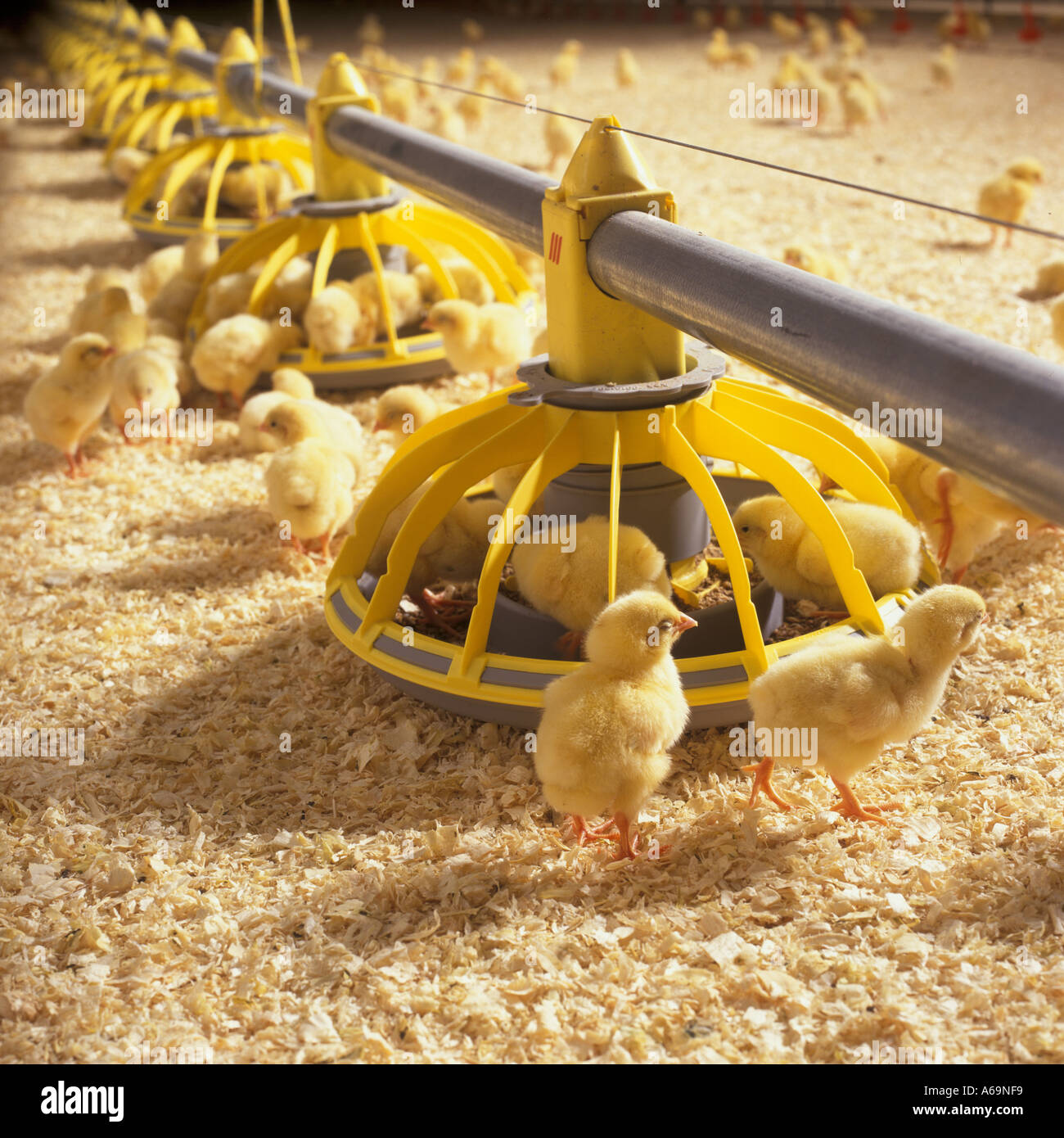 a lot of little chickens at a chickenfarm Stock Photo - Alamy