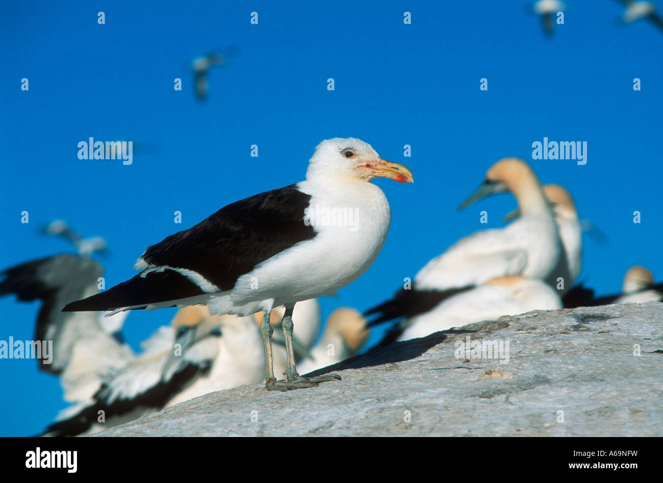 Kelp gull in colony of Cape gannets Malgas Island South Africa Stock ...