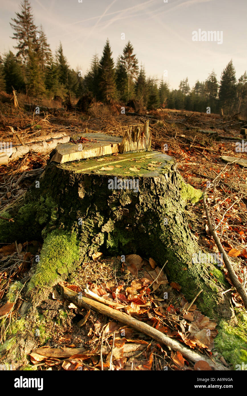 TREE CLEARING IN THE NEW FOREST HAMPSHIRE ENGLAND Stock Photo - Alamy