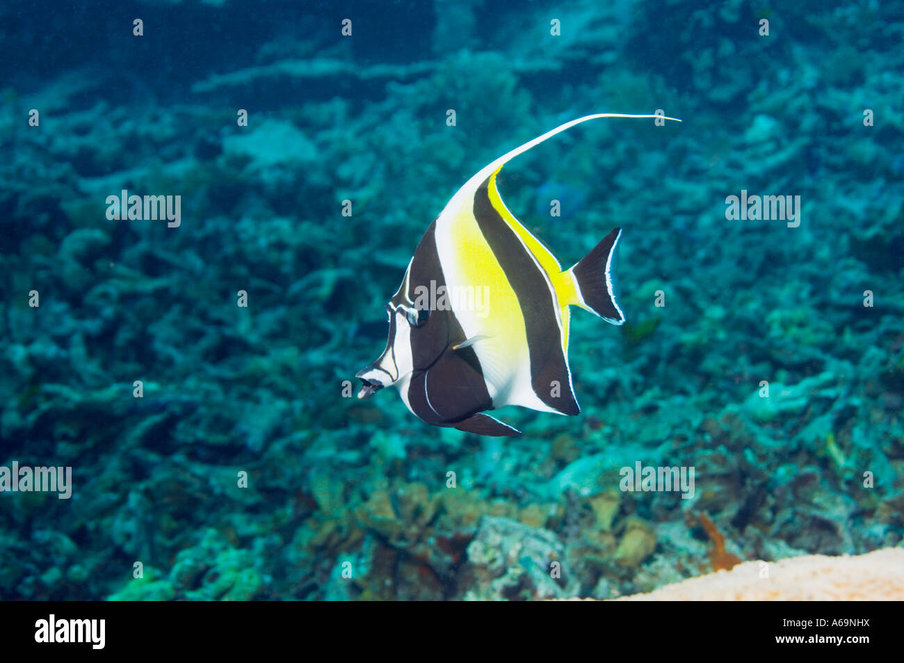 Moorish Idol Sea Ecosystem Tropical High Resolution Stock Photography ...