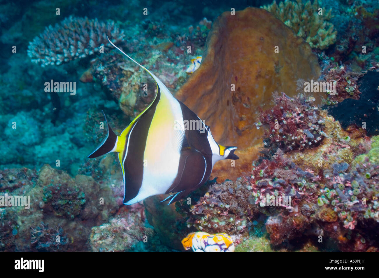 Moorish idol sea ecosystem tropical hi-res stock photography and images ...