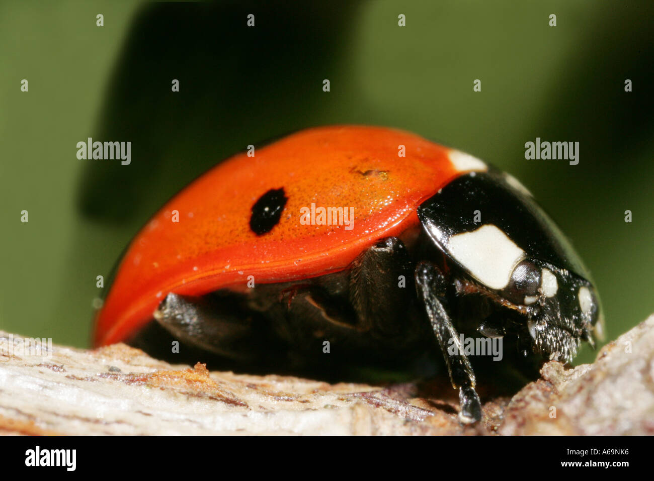 Spot the ladybird hi-res stock photography and images - Alamy