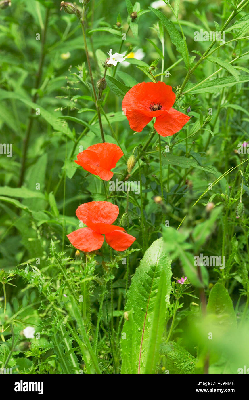 Common poppy Papaver rhoeas Britain Stock Photo - Alamy