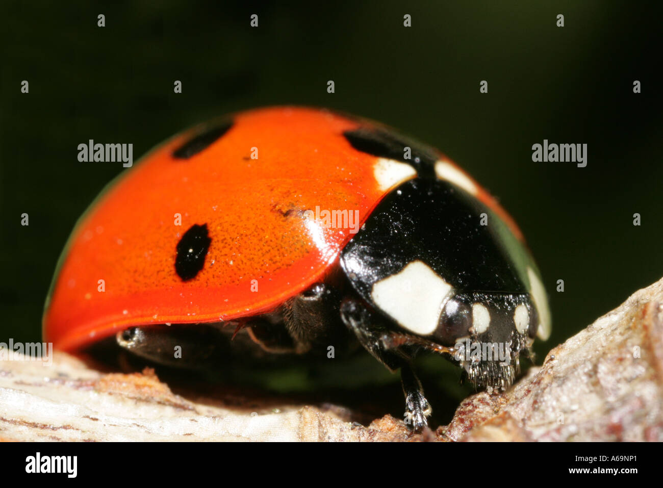Ultra macro beetle hi-res stock photography and images - Alamy