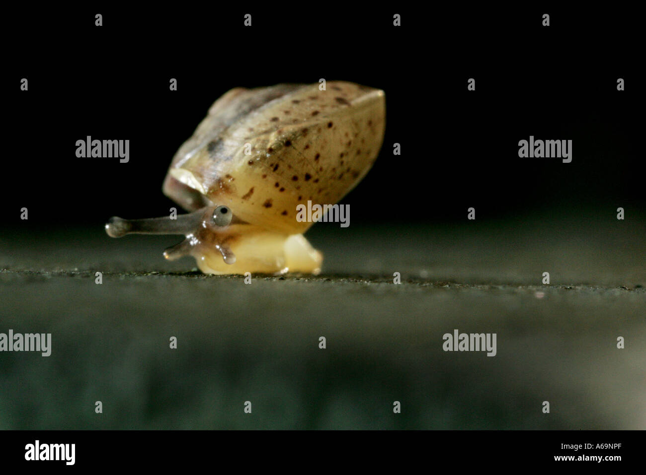 A CLOSE UP MACRO OF A BABY GARDEN SNAIL Stock Photo - Alamy