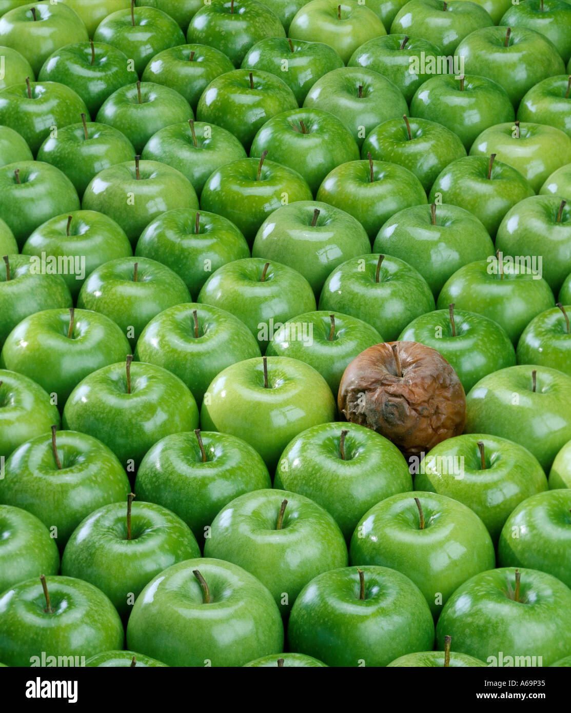 Green apples with a rotten one in the middle Stock Photo - Alamy